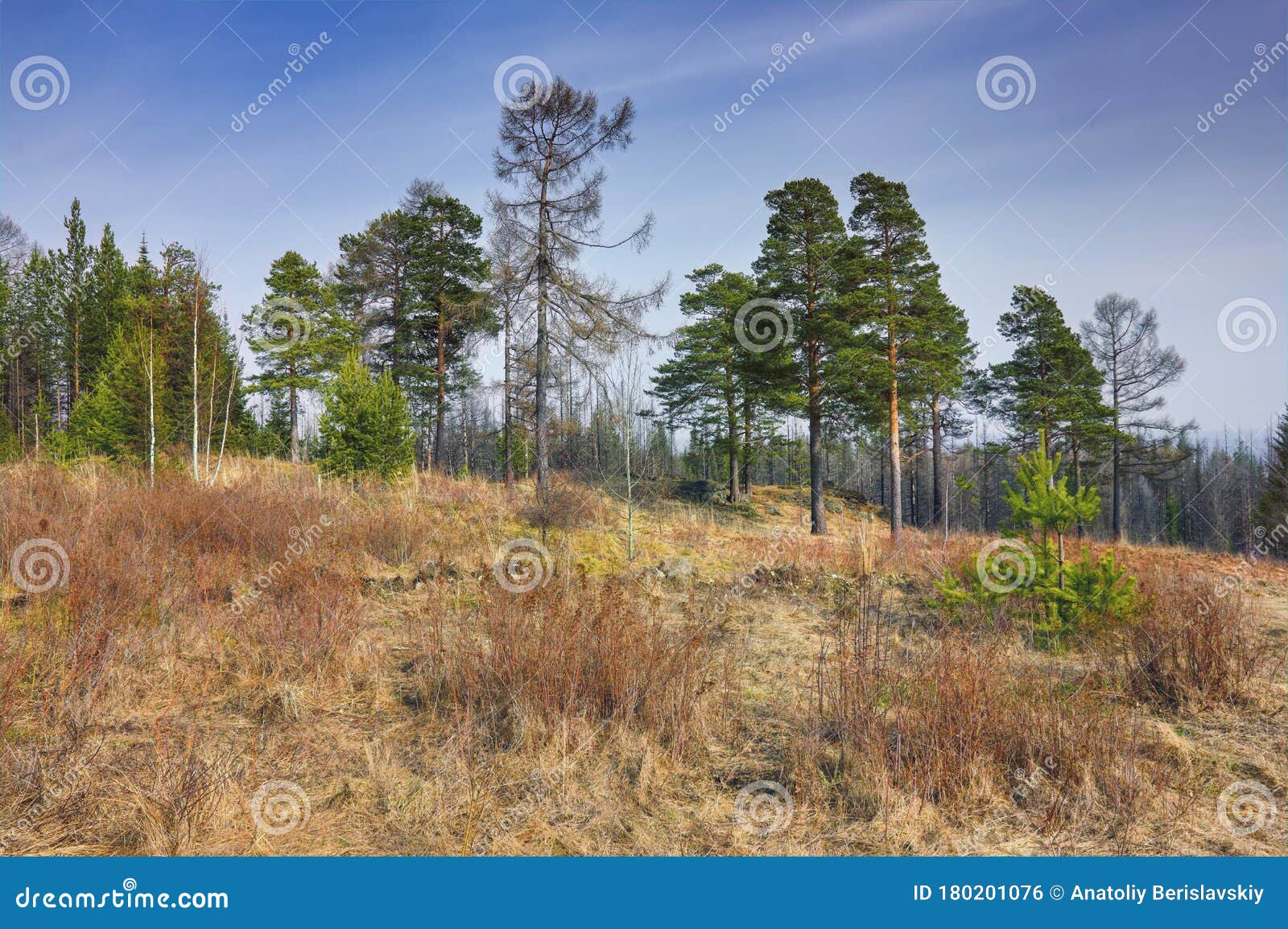 Forest Meadow Field Landscape. Early Spring Forest Meadow View Stock ...