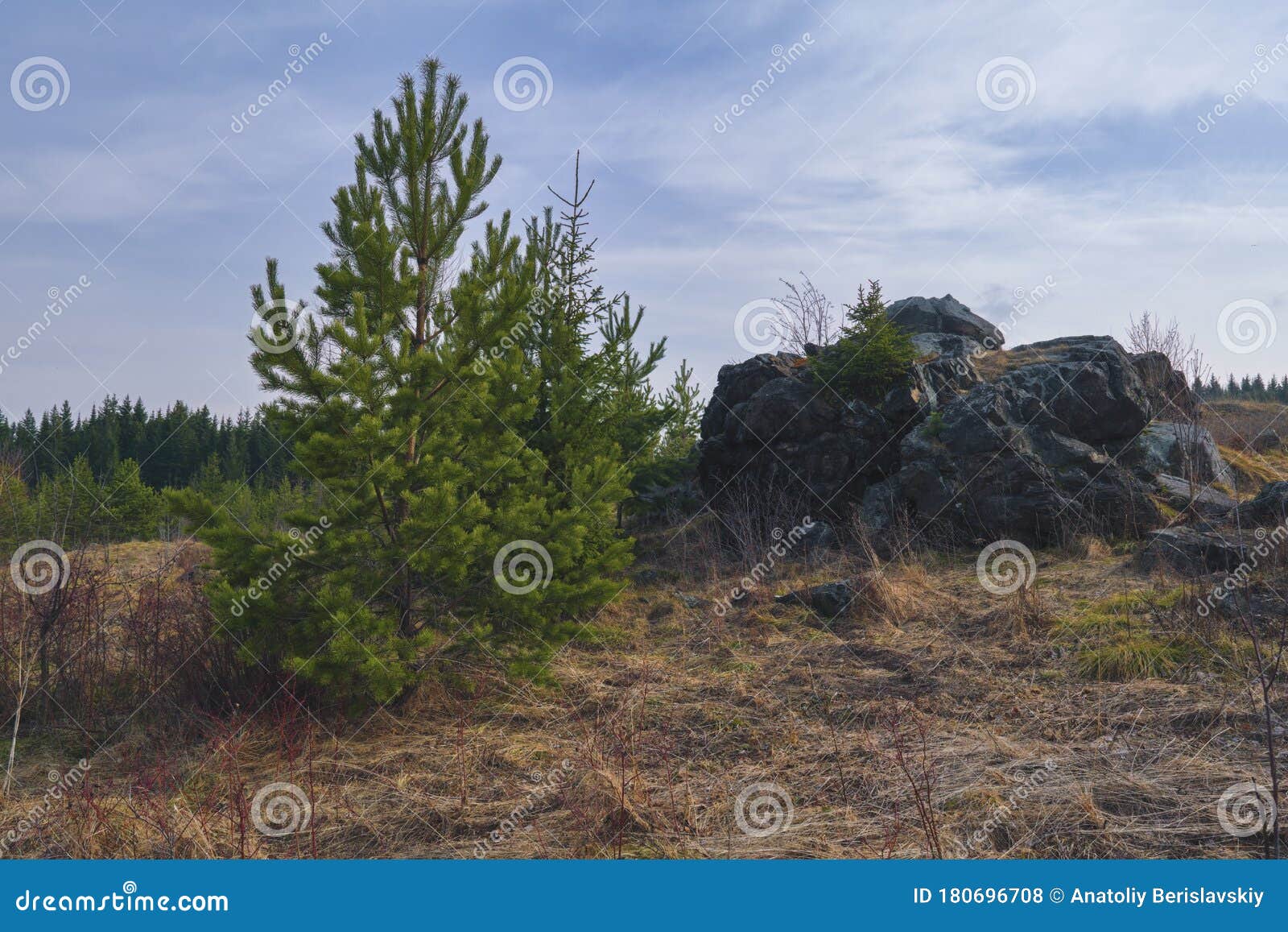 Forest Meadow Field Landscape. Early Spring Forest Meadow View Stock ...