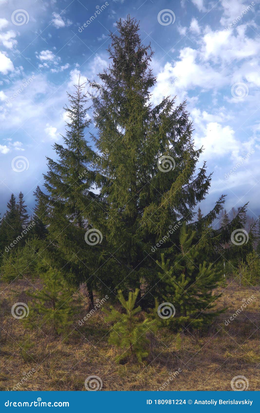Forest Meadow Field Landscape. Early Spring Forest Meadow View Stock ...