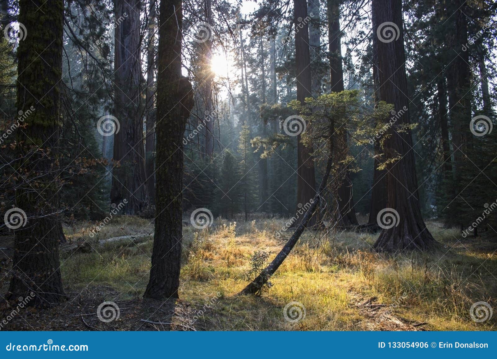 Forest Meadow at Twilight with Sun Rays Striking Single Tree Stock ...