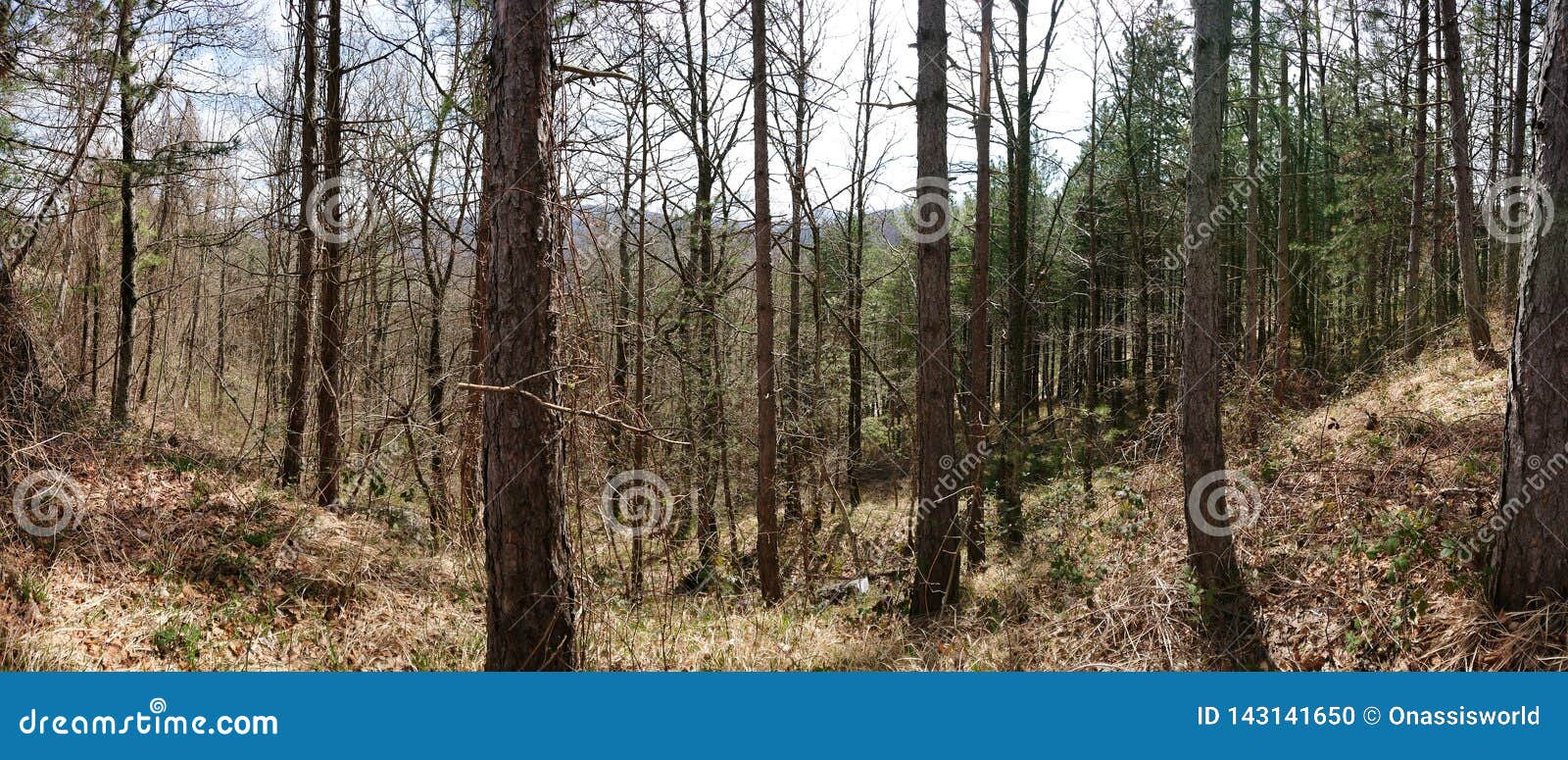 Forest Meadows stock photo. Image of area, meadows, autumn - 143141650