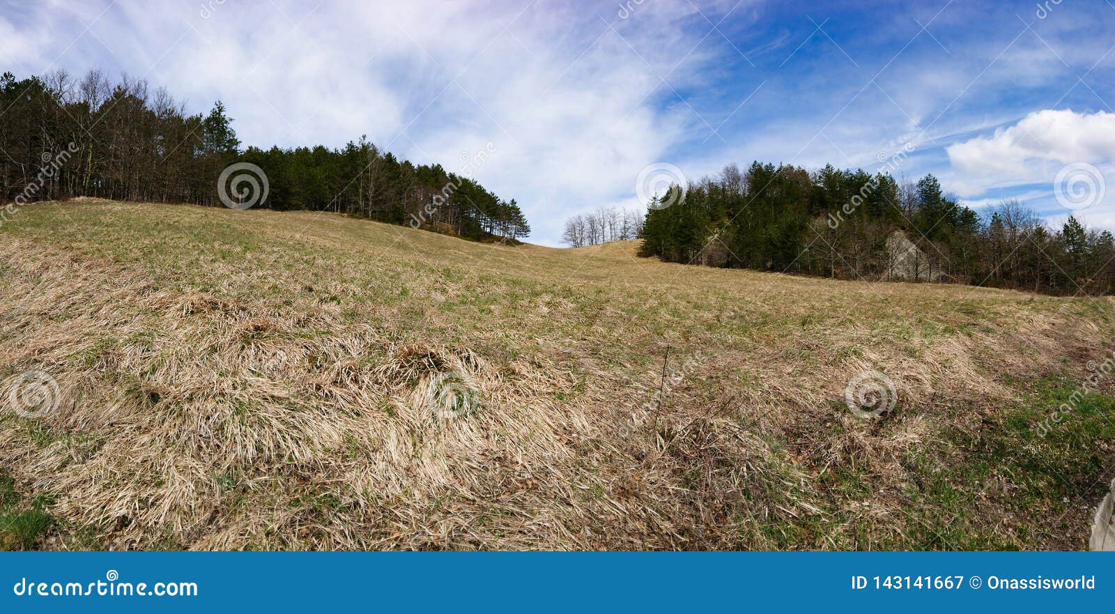Forest Meadows stock image. Image of meadows, autumn - 143141667