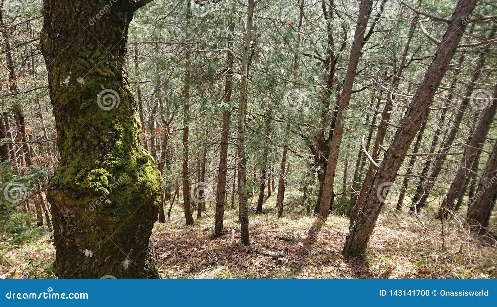 Forest Meadows stock photo. Image of meadows, forest - 143141700