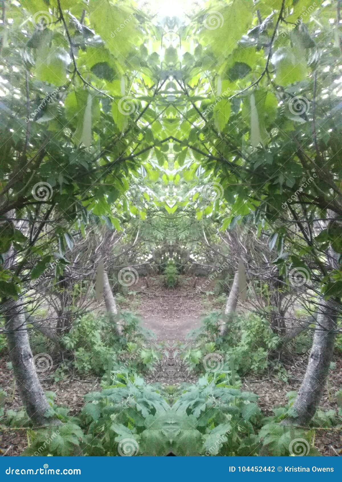 Forest Mirror Path stock photo. Image of woods, path - 104452442