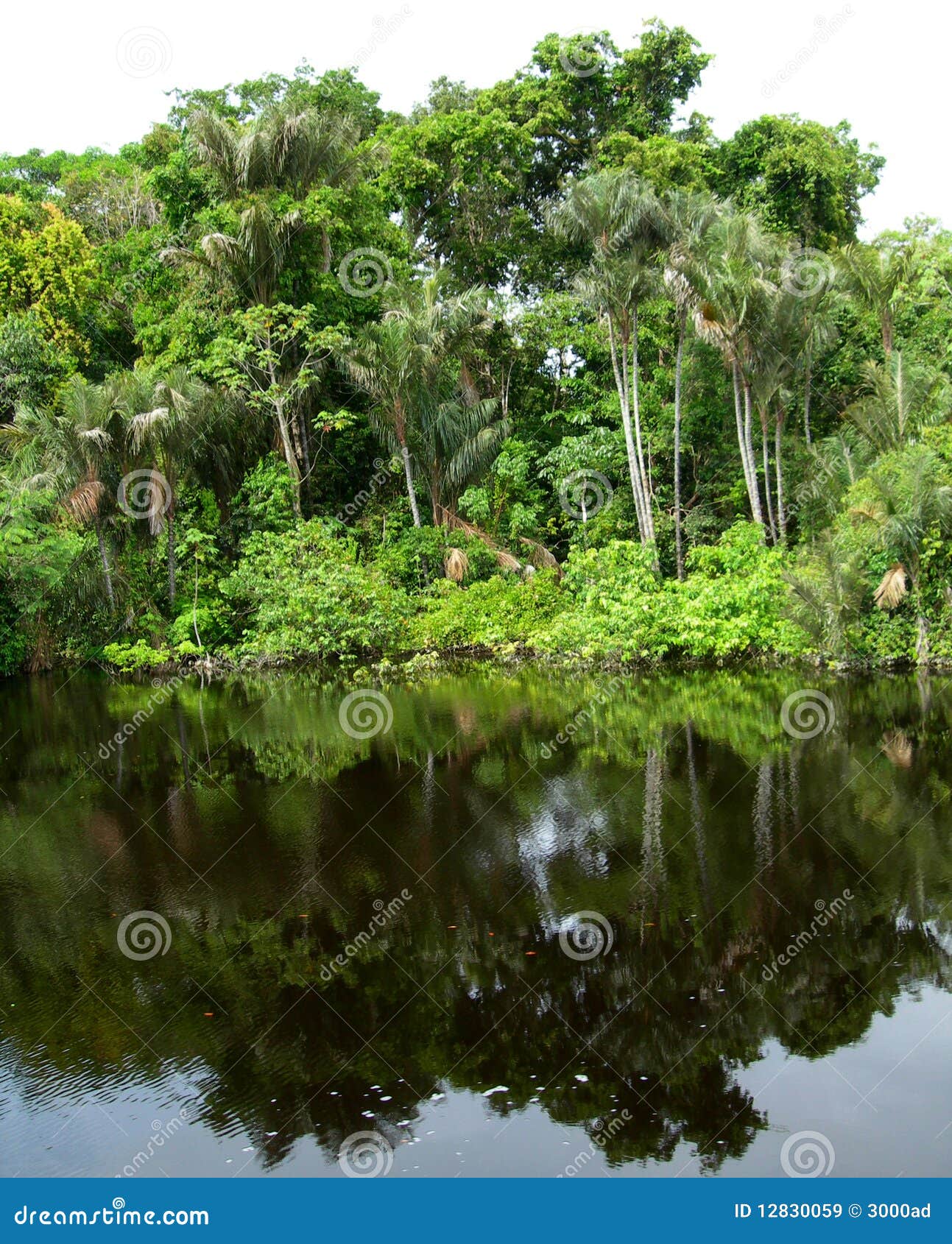Forest Mirrored in a Lagoon on the Amazon Stock Image - Image of basin ...