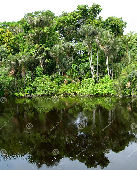 Forest Mirrored in a Lagoon on the Amazon Stock Image - Image of basin ...