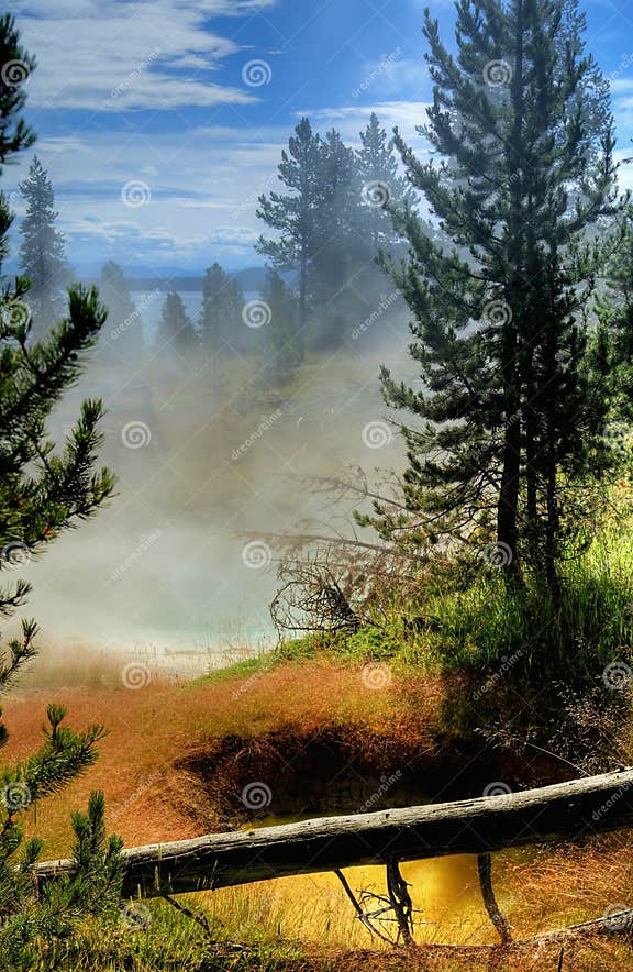 Forest mist stock photo. Image of color, wild, wood, natural - 11023560