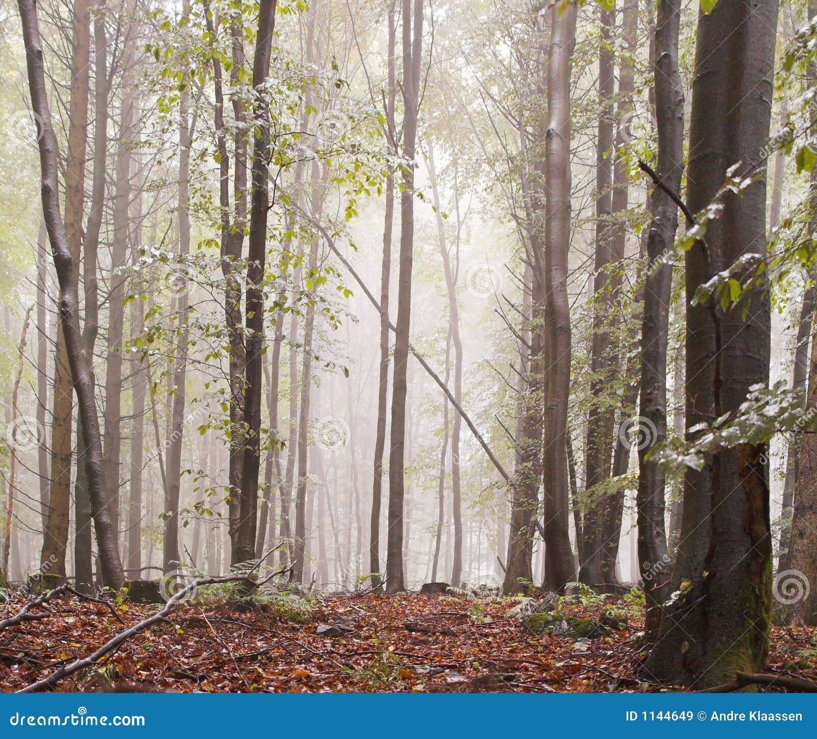 Forest mist stock image. Image of early, beams, branch - 1144649