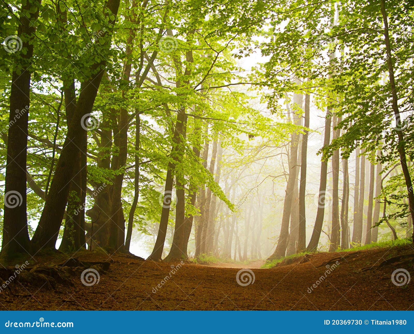 Forest in mist stock photo. Image of foggy, leaf, forest - 20369730