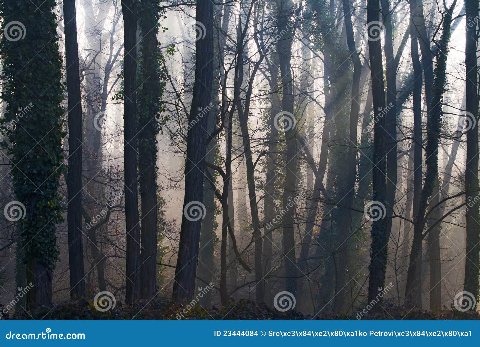 Forest in mist stock photo. Image of woods, solitude - 23444084