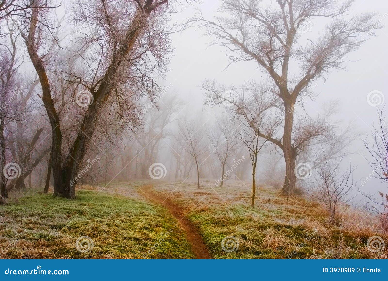 Forest in the mist stock image. Image of weather, nature - 3970989