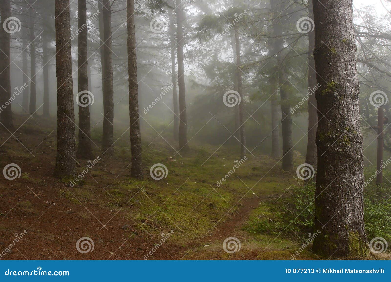 Forest in the mist stock image. Image of quiet, clouds - 877213