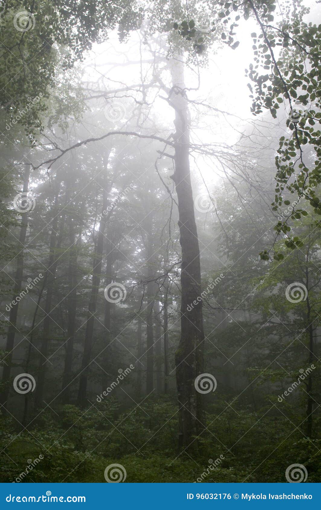 Forest with mist stock photo. Image of haze, light, illuminated - 96032176