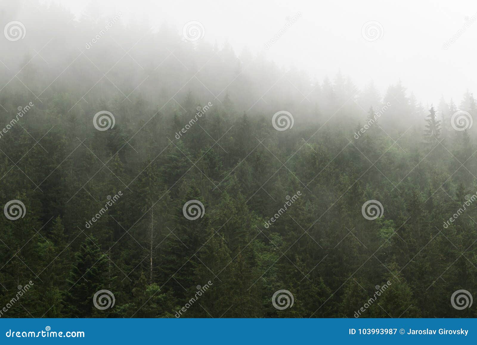 Forest in the mist stock image. Image of background - 103993987