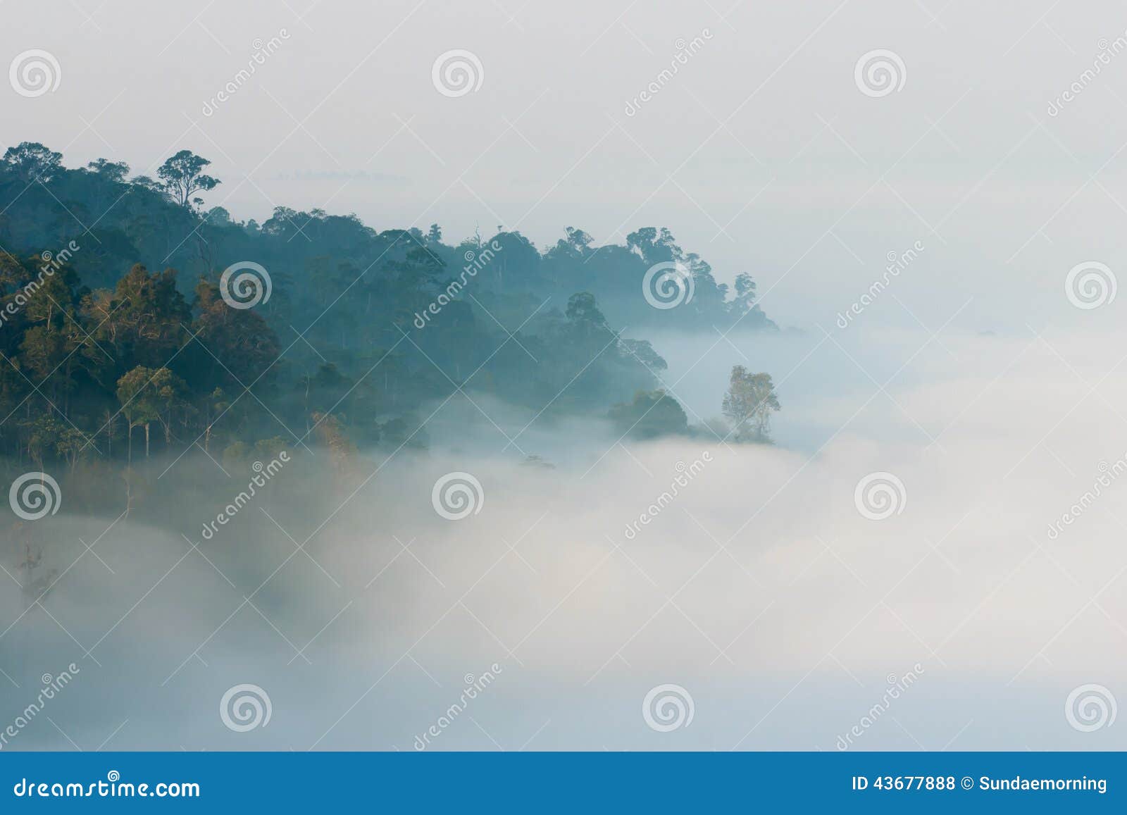 Forest in mist stock photo. Image of wood, mist, vapour - 43677888