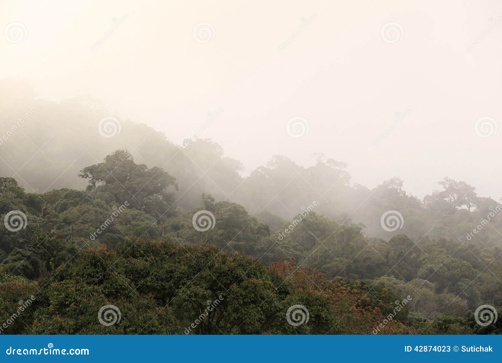 Forest in the mist stock image. Image of light, nature - 42874023