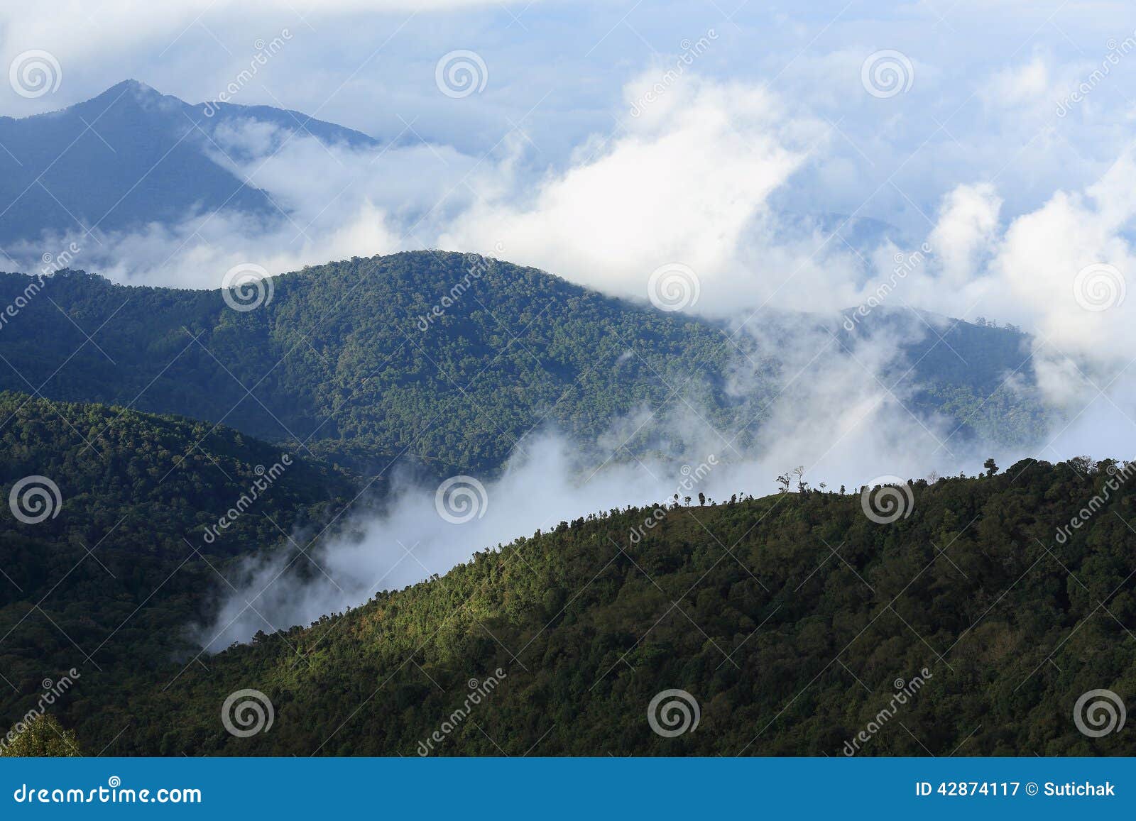 Forest in the mist stock image. Image of mountain, natural - 42874117
