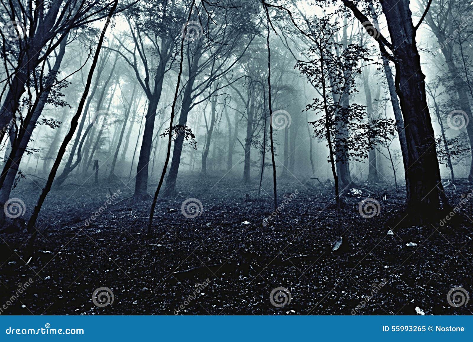 Forest stock image. Image of mist, forest, black, trunk - 55993265
