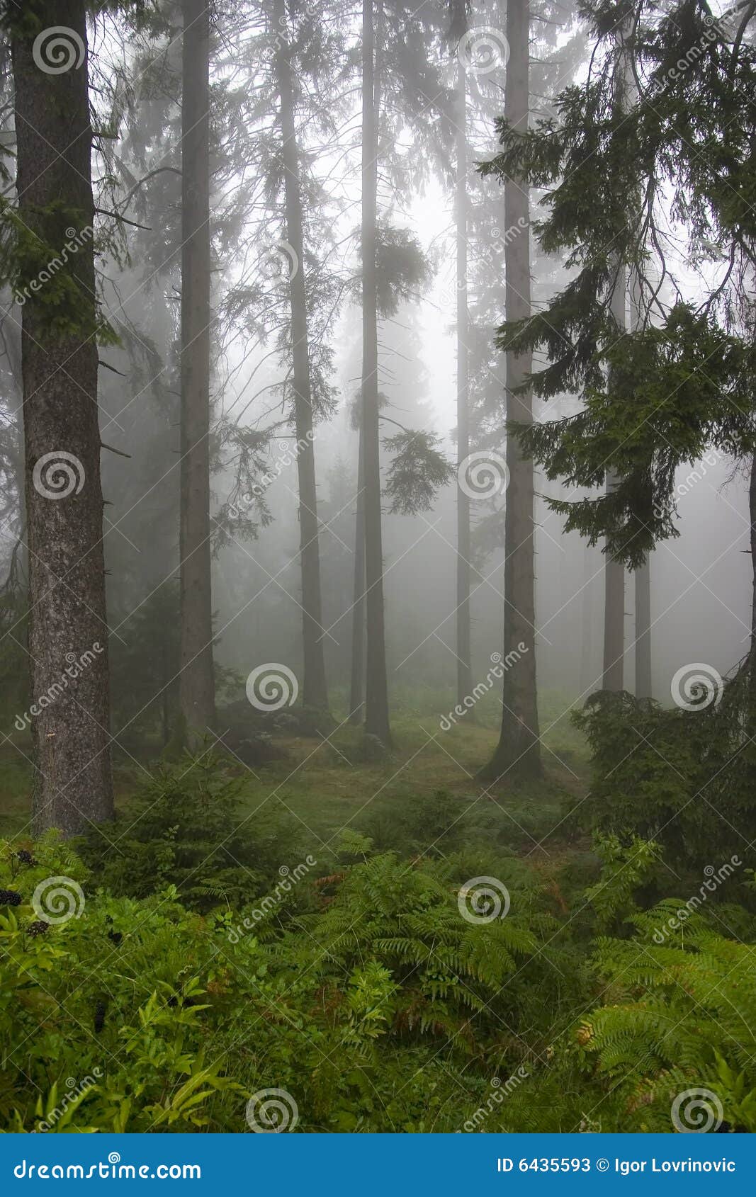 Forest in the mists stock image. Image of beams, column - 6435593