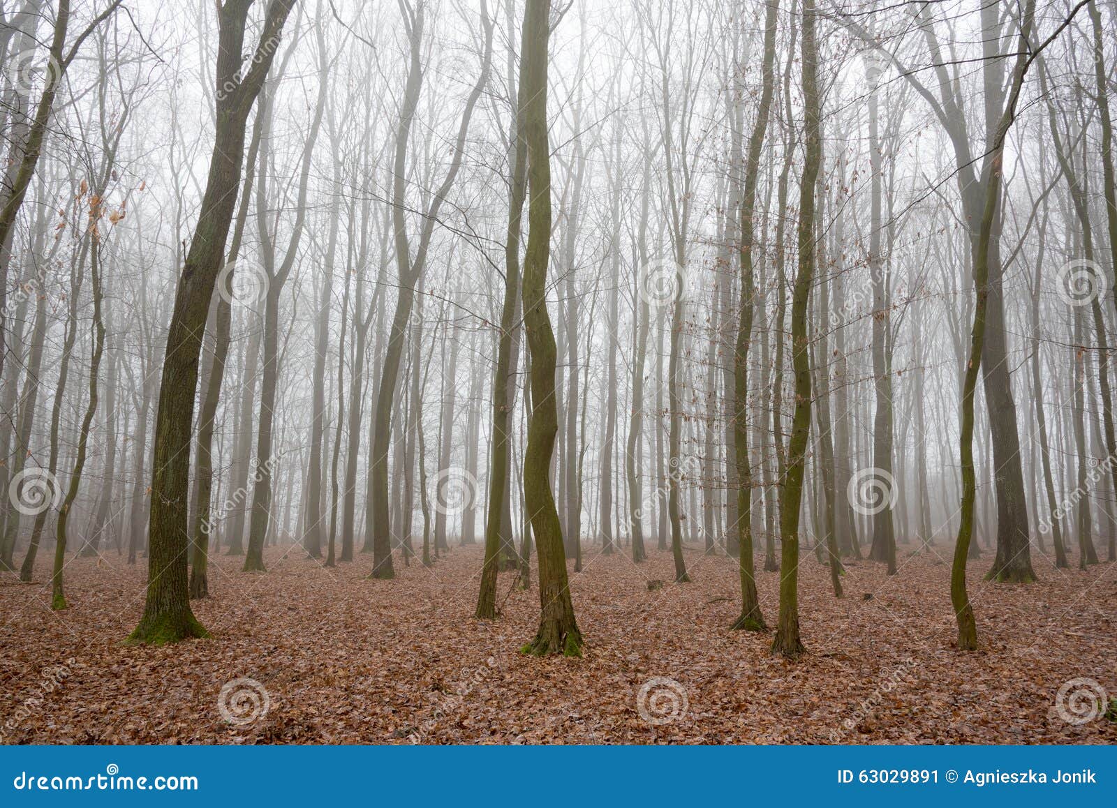 Forest on a Misty Autumn Morning Stock Image - Image of wood, tranquil ...