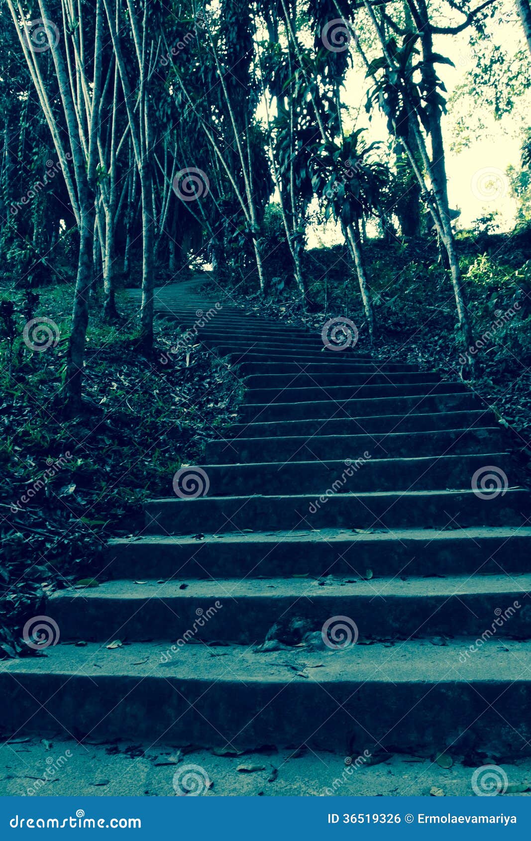 Forest misty stairs stock photo. Image of footpath, green - 36519326