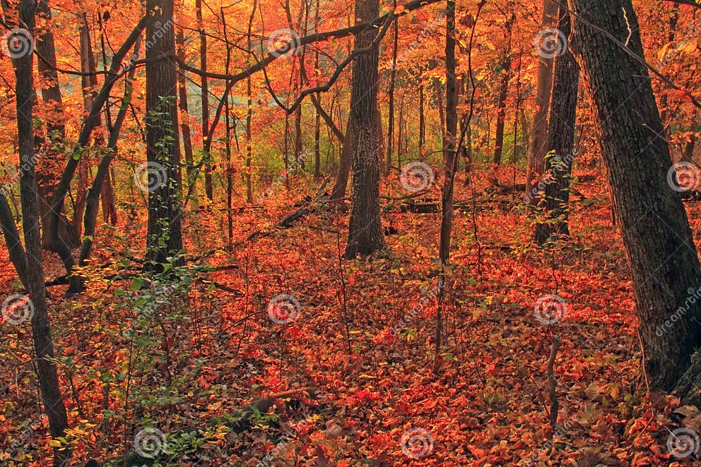 Forest in the Monches Segment of the Ice Age Trail Stock Image - Image ...
