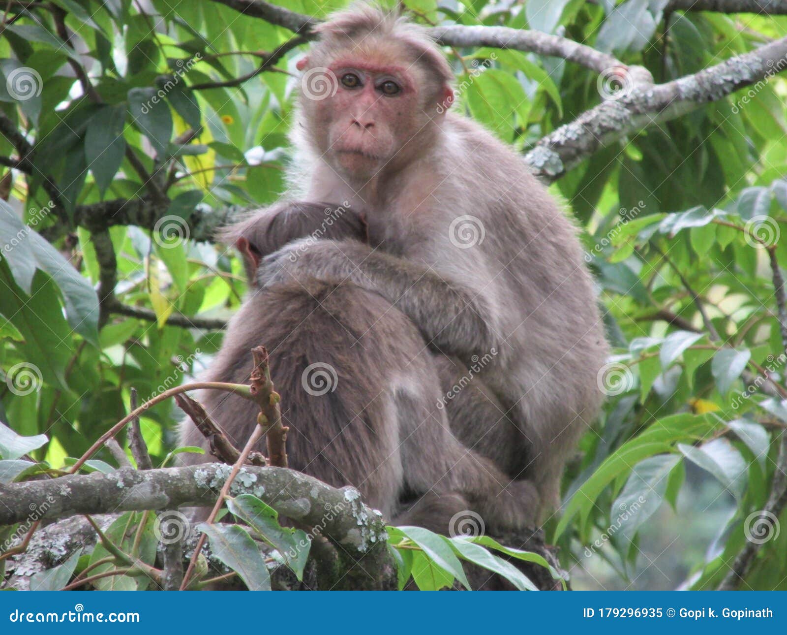 Forest monkey in the tree stock image. Image of monkey - 179296935