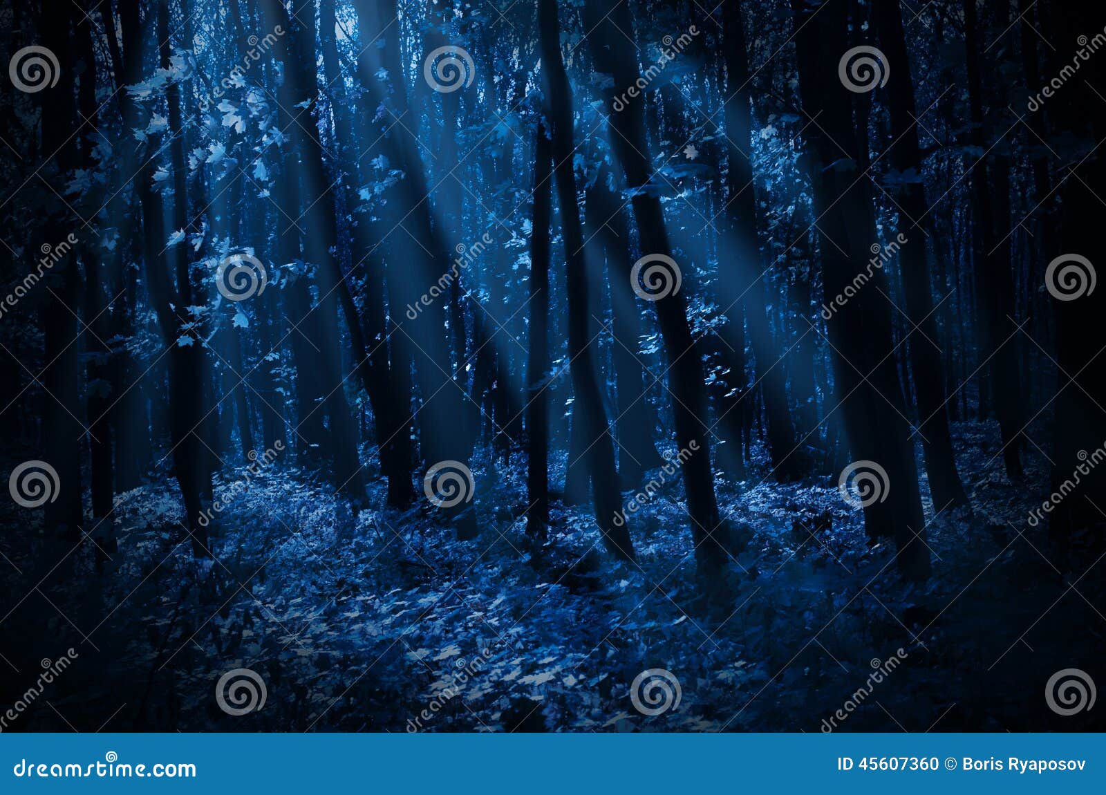 Forest on moonlit night stock photo. Image of scene, silence - 45607360