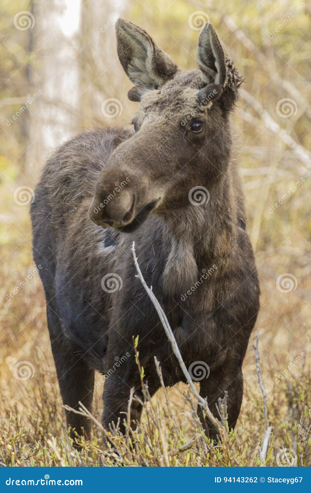 Forest Moose stock photo. Image of moose, trees, spring - 94143262