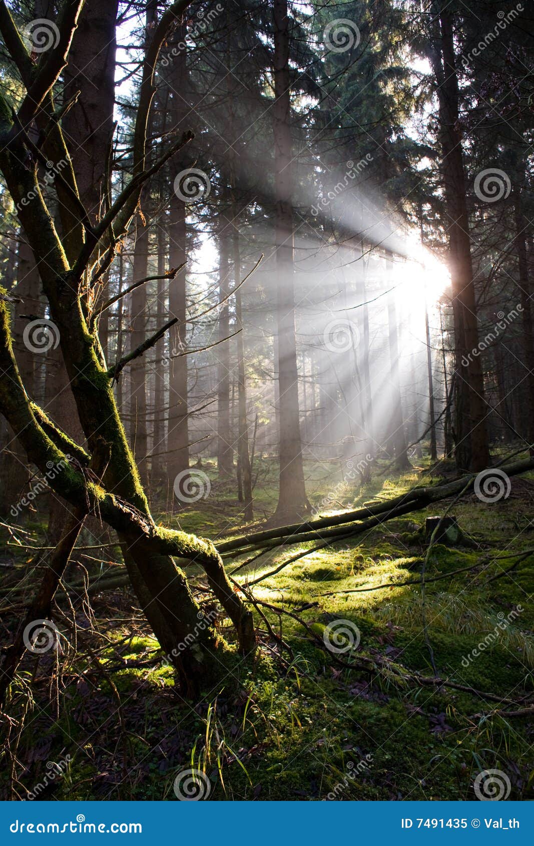 Forest in the morning stock image. Image of park, forest - 7491435