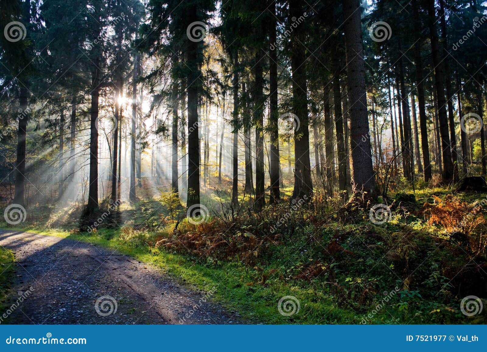 Forest in the morning stock image. Image of forest, woods - 7521977