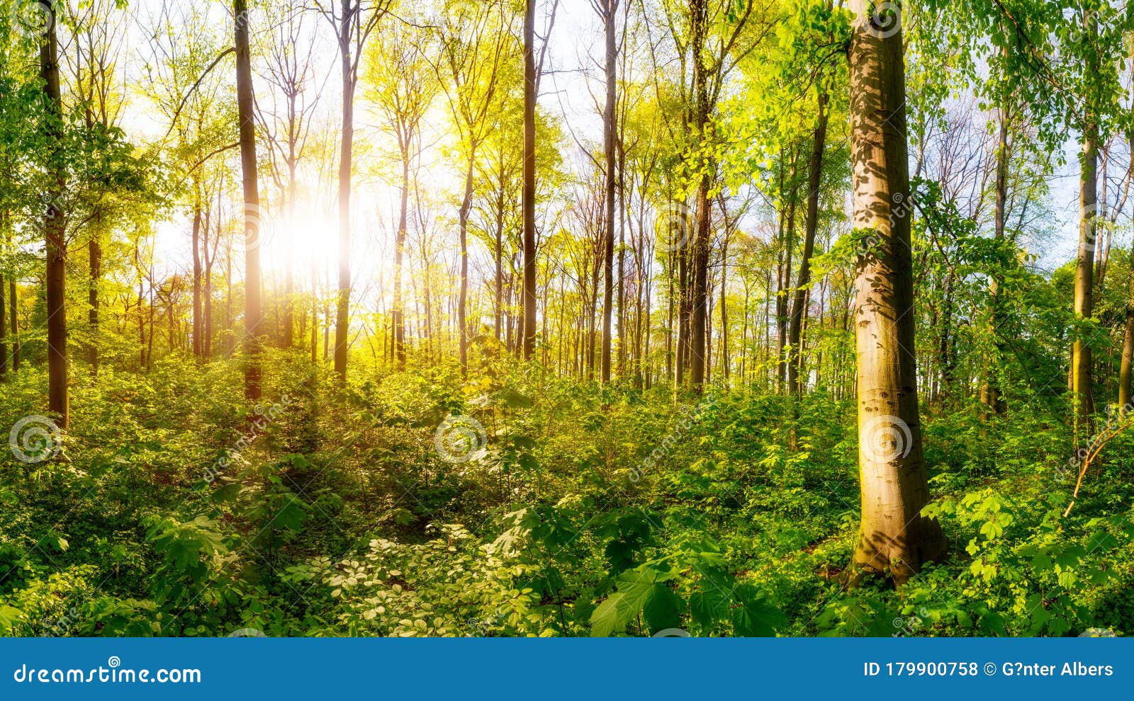 Forest in morning stock photo. Image of nature, deciduous - 179900758