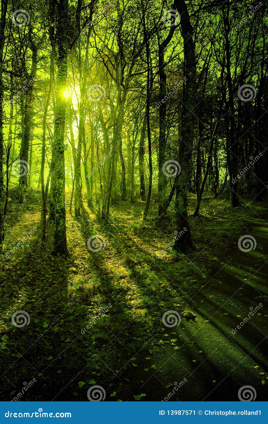 Forest in the Morning Light Stock Image - Image of countryside, brown ...