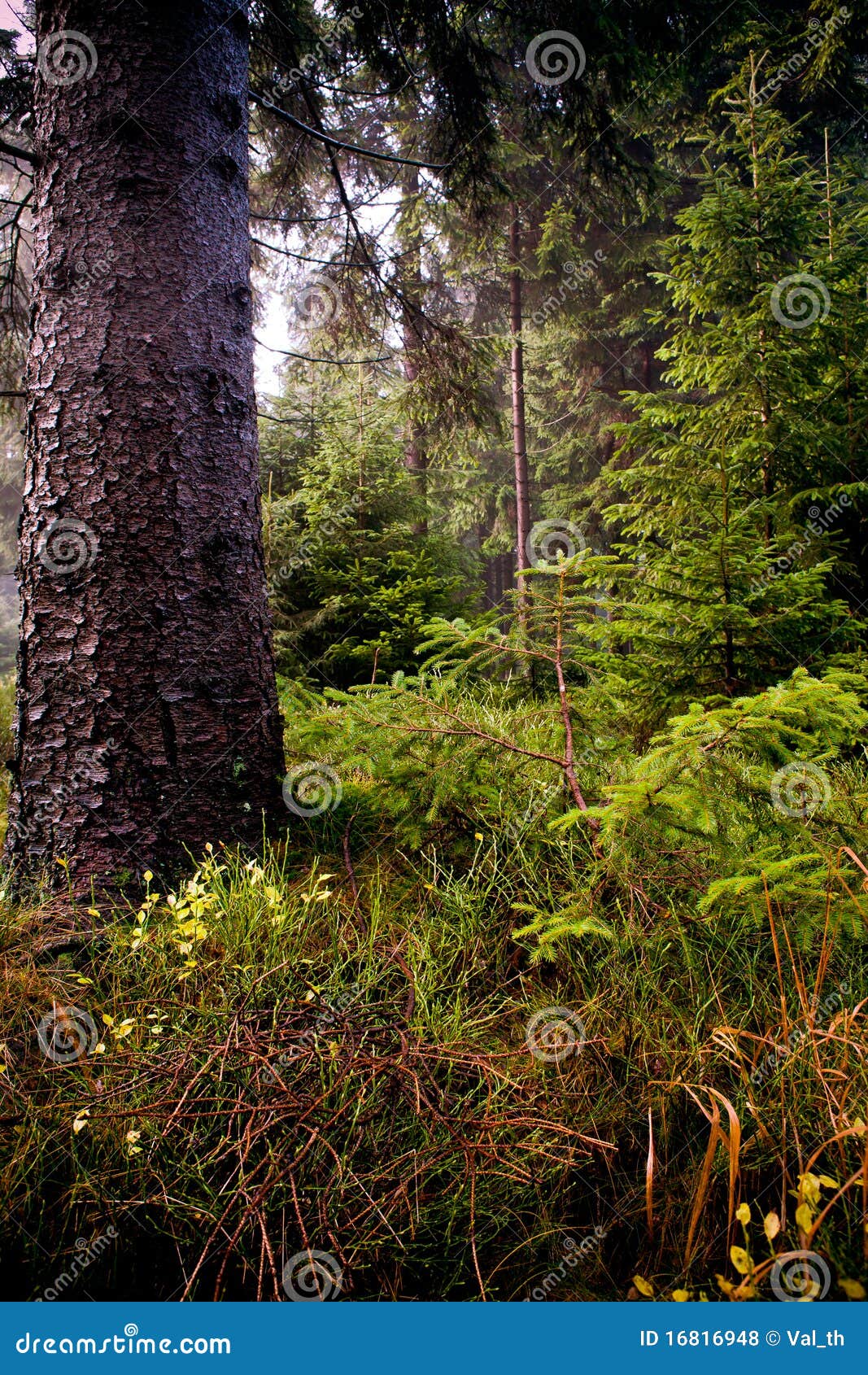 Forest and the Morning Light Stock Photo - Image of foliage, wilderness ...