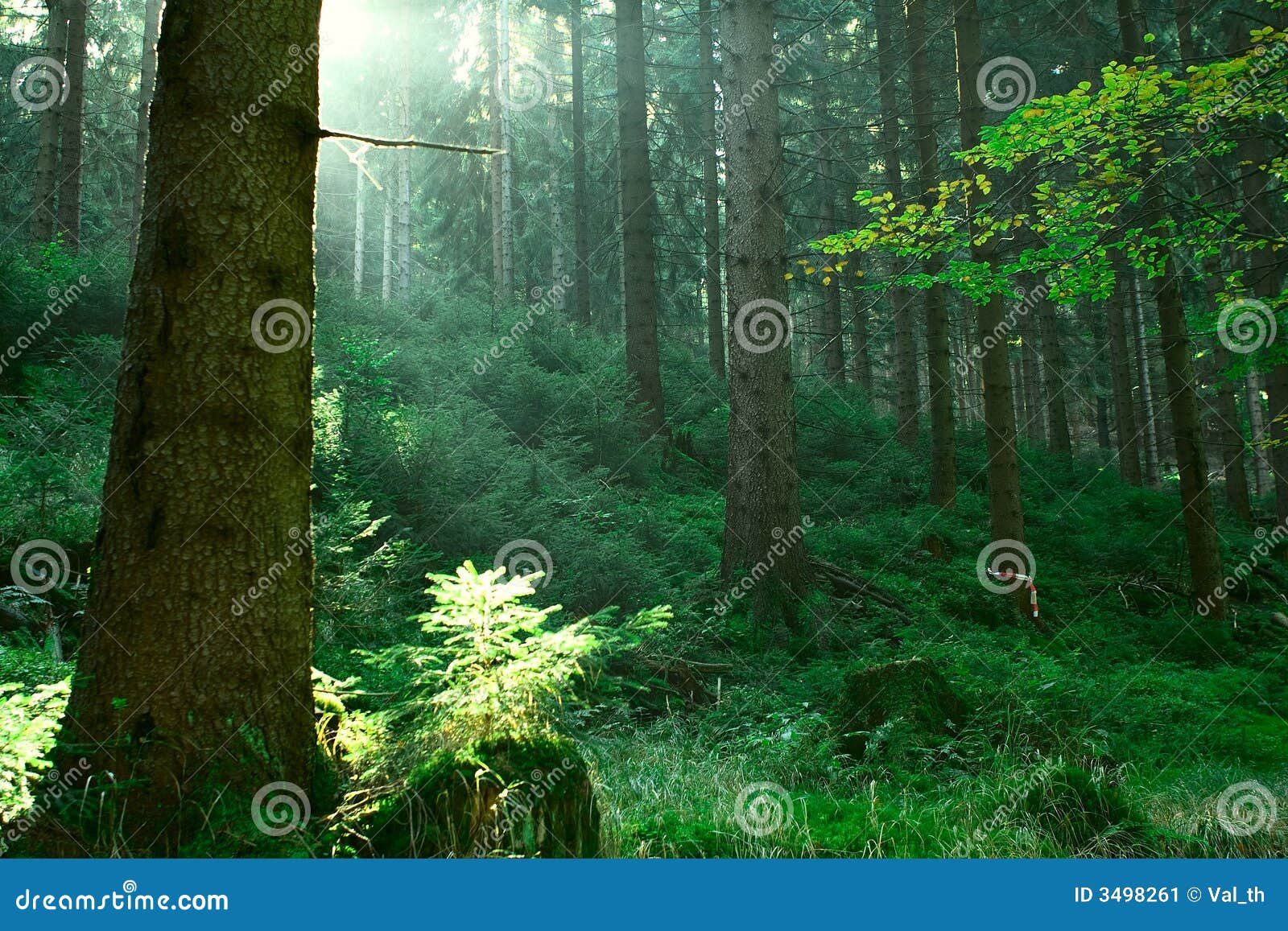 Forest and the Morning Light Stock Image - Image of forest, nature: 3498261