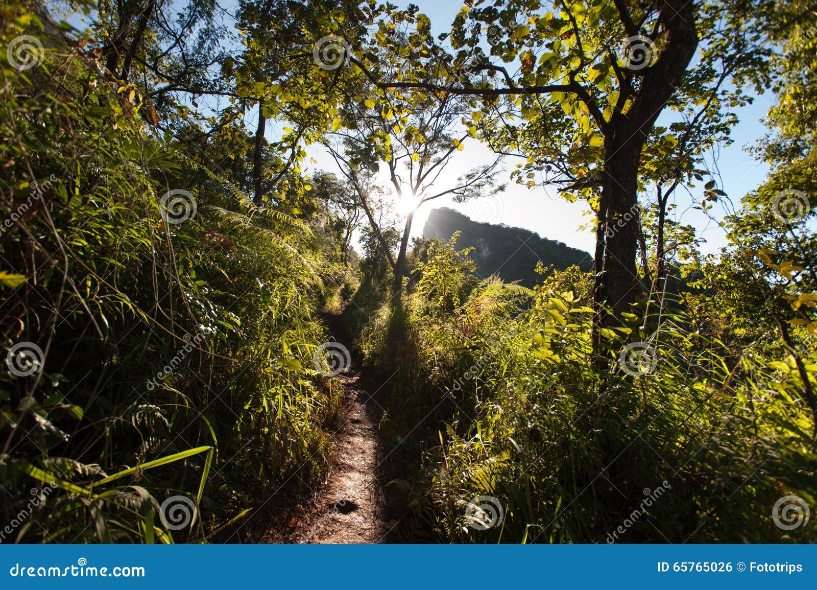 Forest in the Morning Light Stock Photo - Image of forest, footpath ...