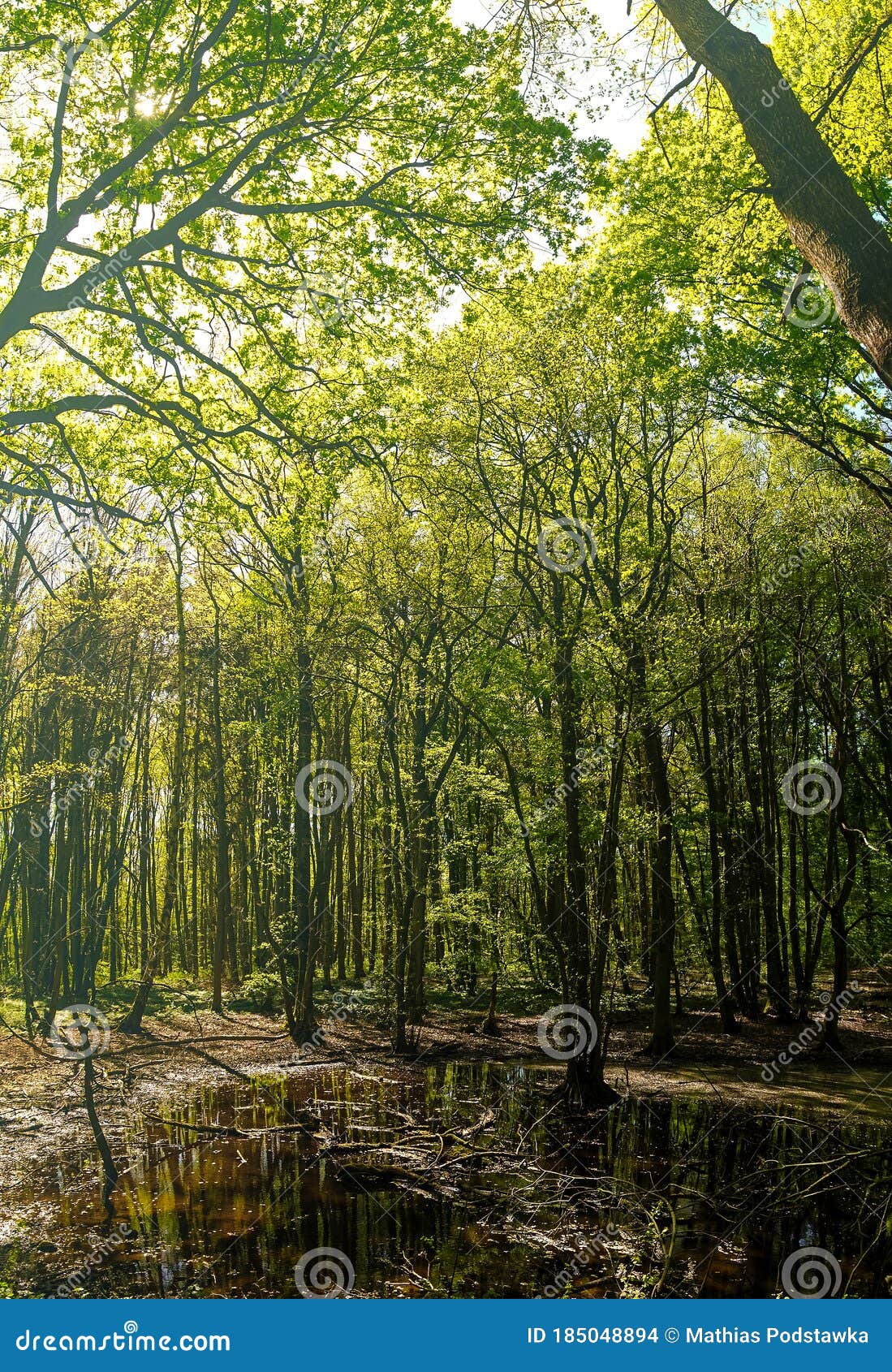 Forest in the Morning with Sunlight Stock Photo - Image of nature ...