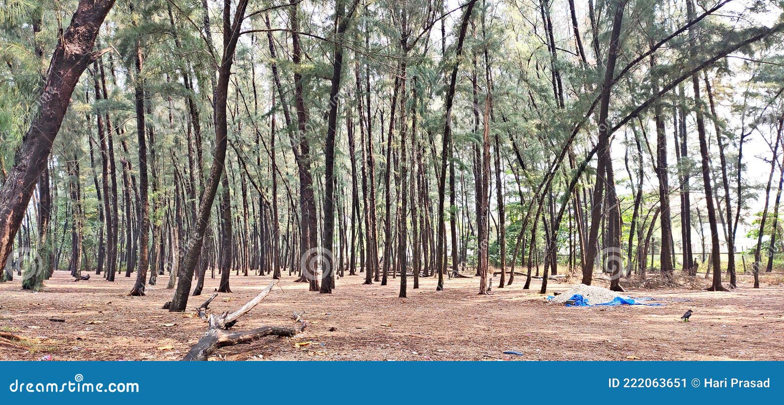 Forest in the Morning. Trees Make a Beautiful Structure in the Nature ...
