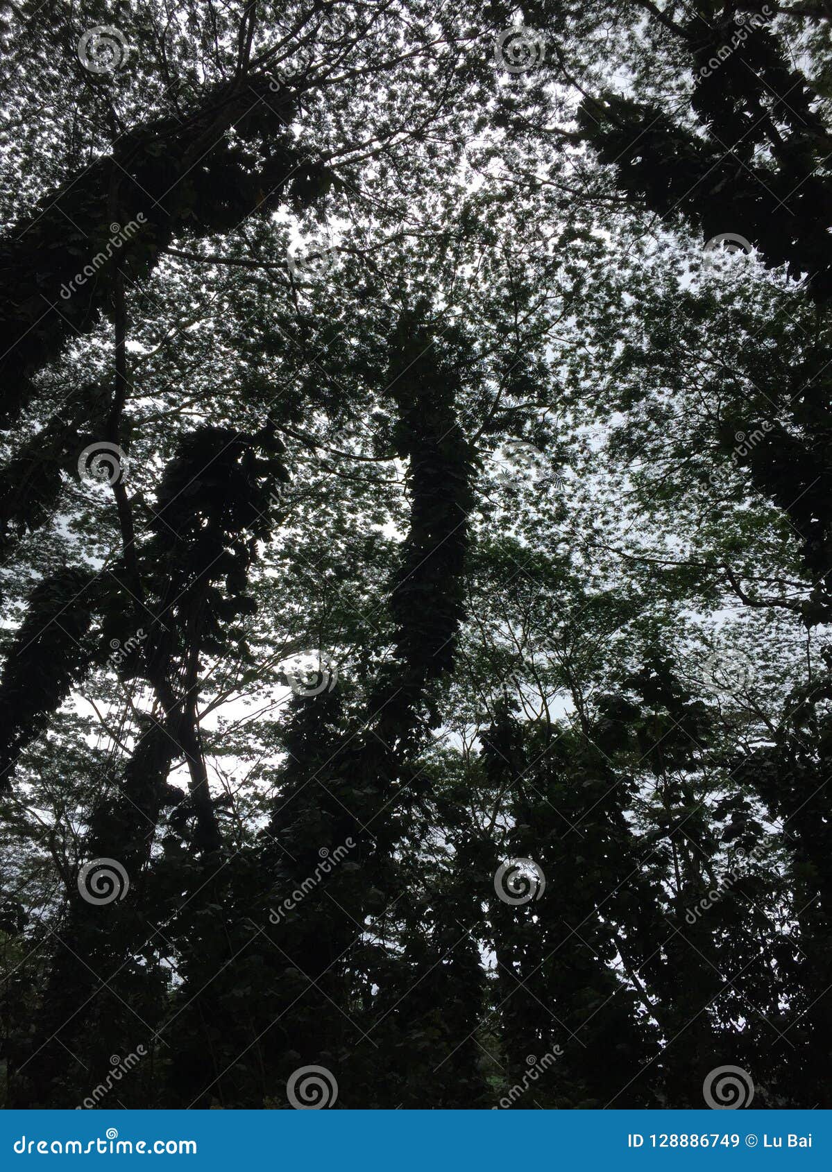 In the forest stock image. Image of walk, trees, forest - 128886749