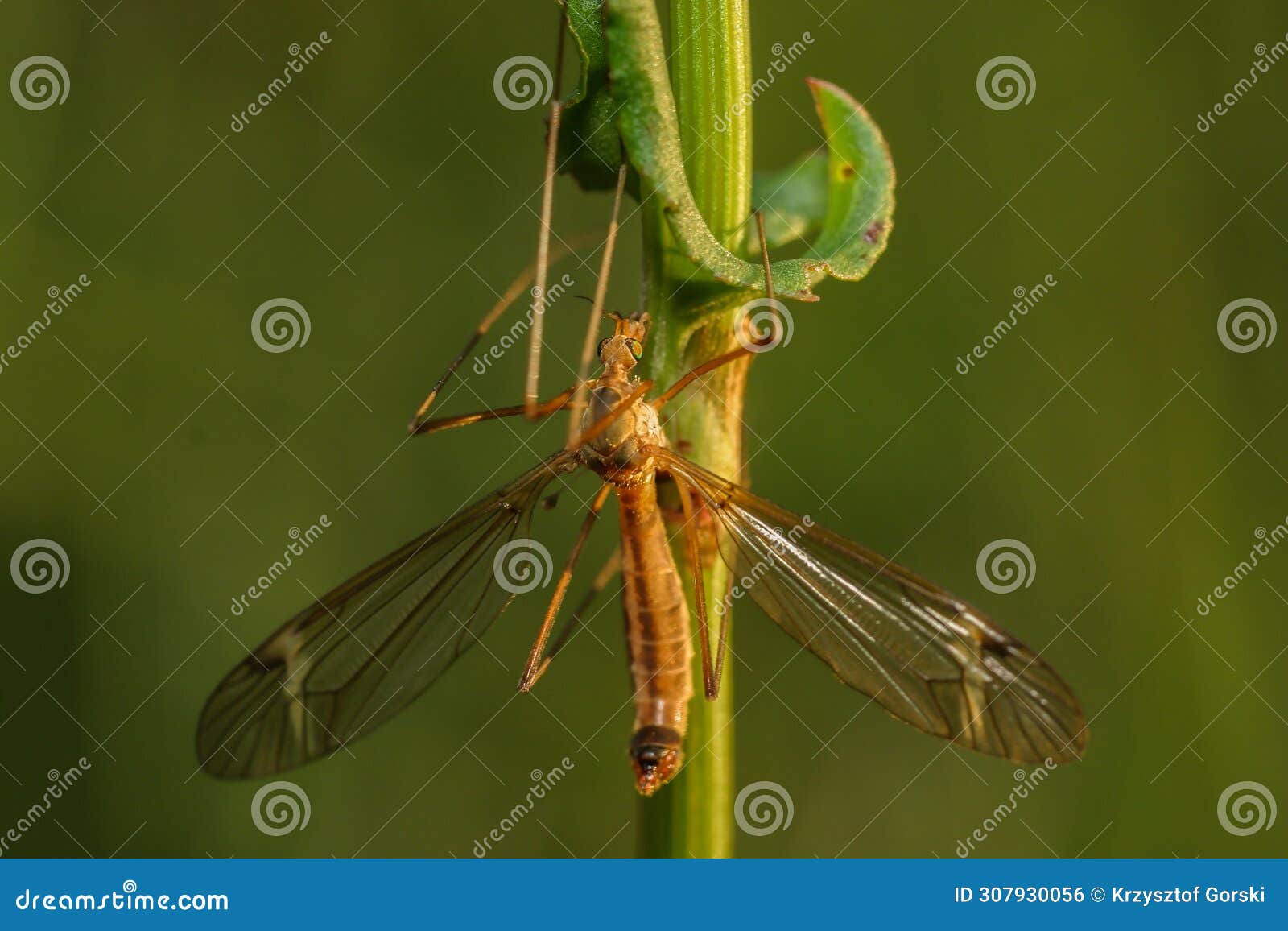 Forest Mosquito in the Natural Environment, Macro, Close-up Stock Photo ...