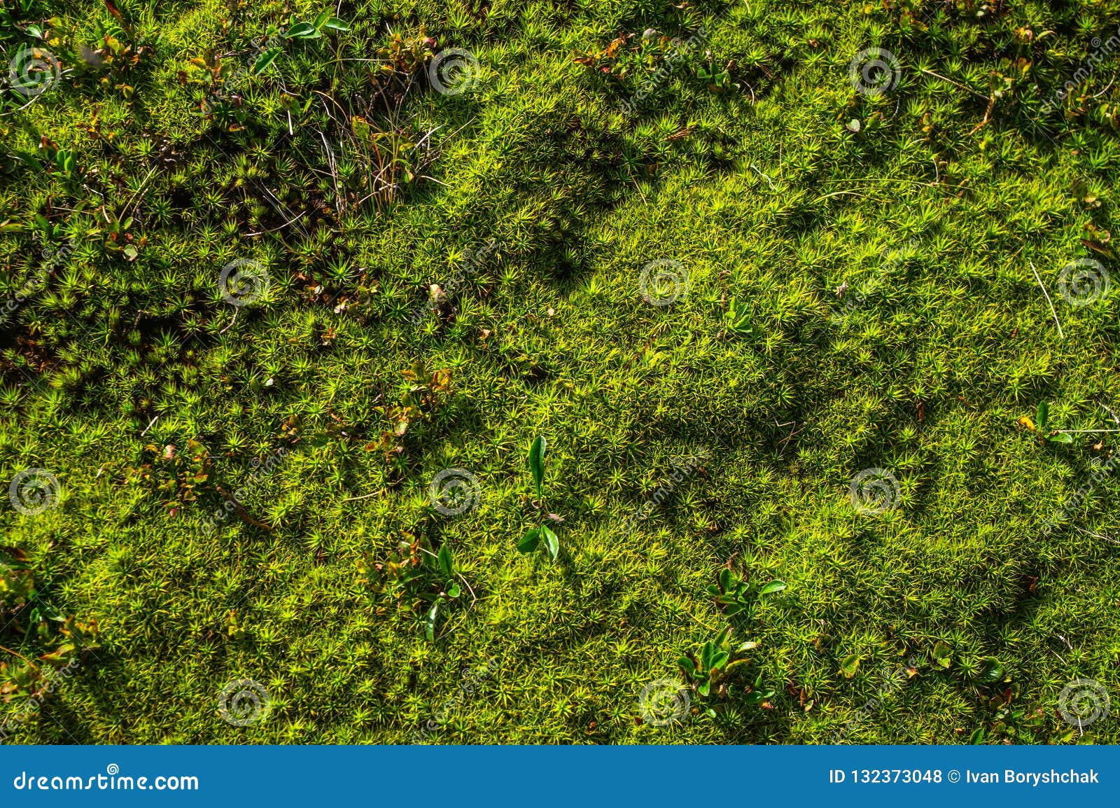 Forest moss close up stock photo. Image of moss, color - 132373048
