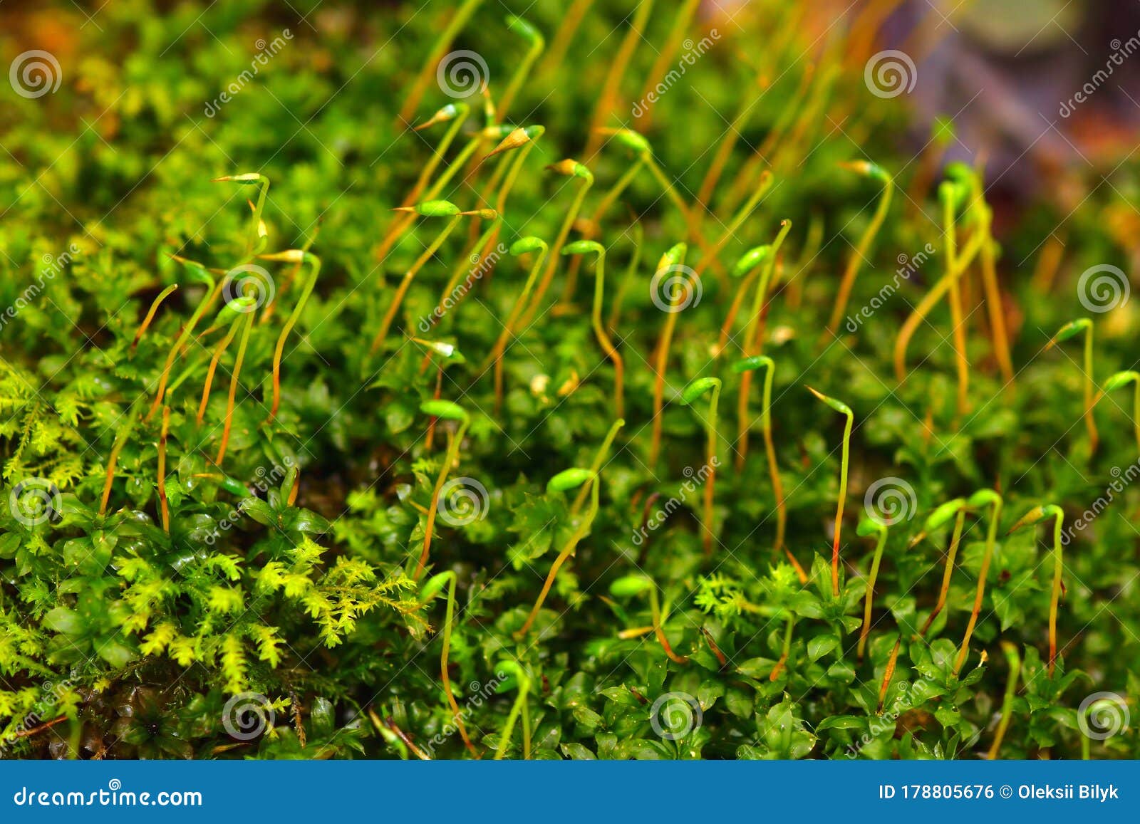 Forest Moss Close-up. Bright Green Color Stock Photo - Image of grow ...