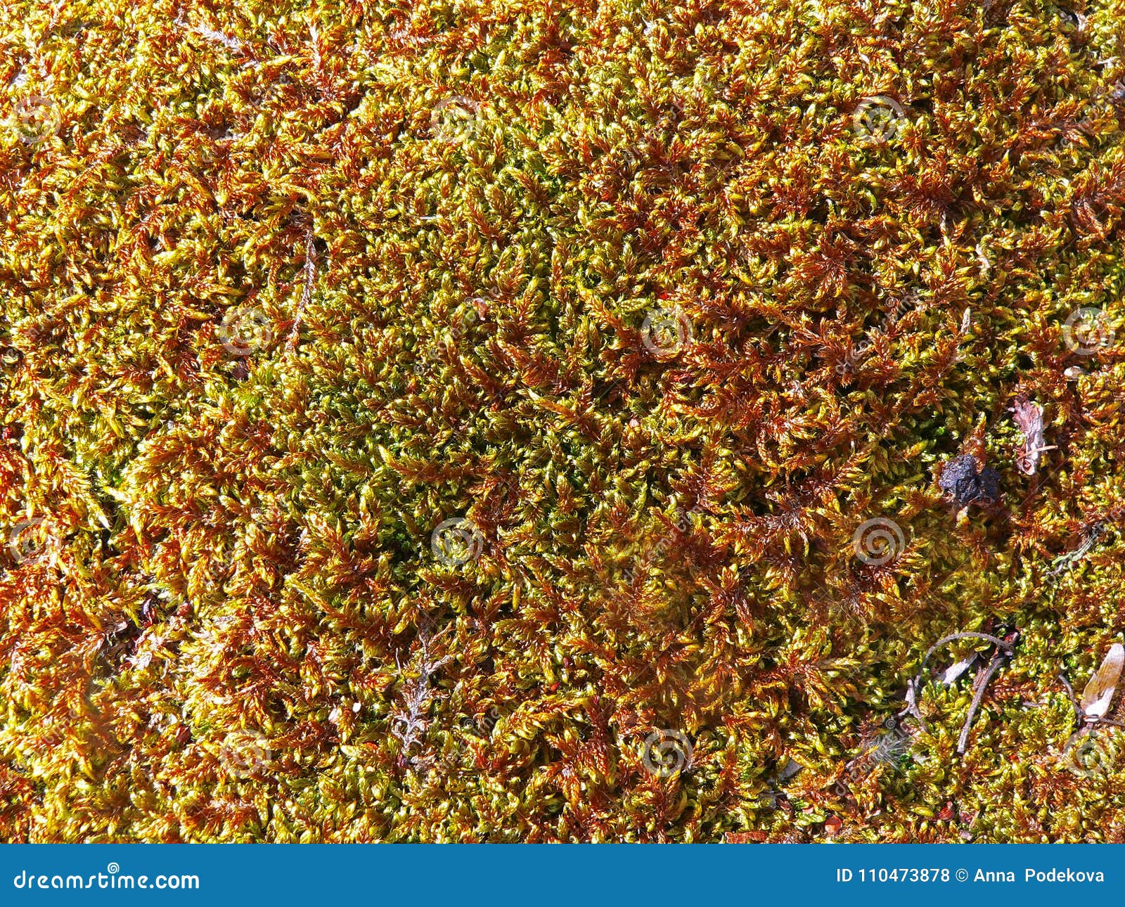 Forest Moss Close Up Macro Photo. Stock Photo - Image of crop ...