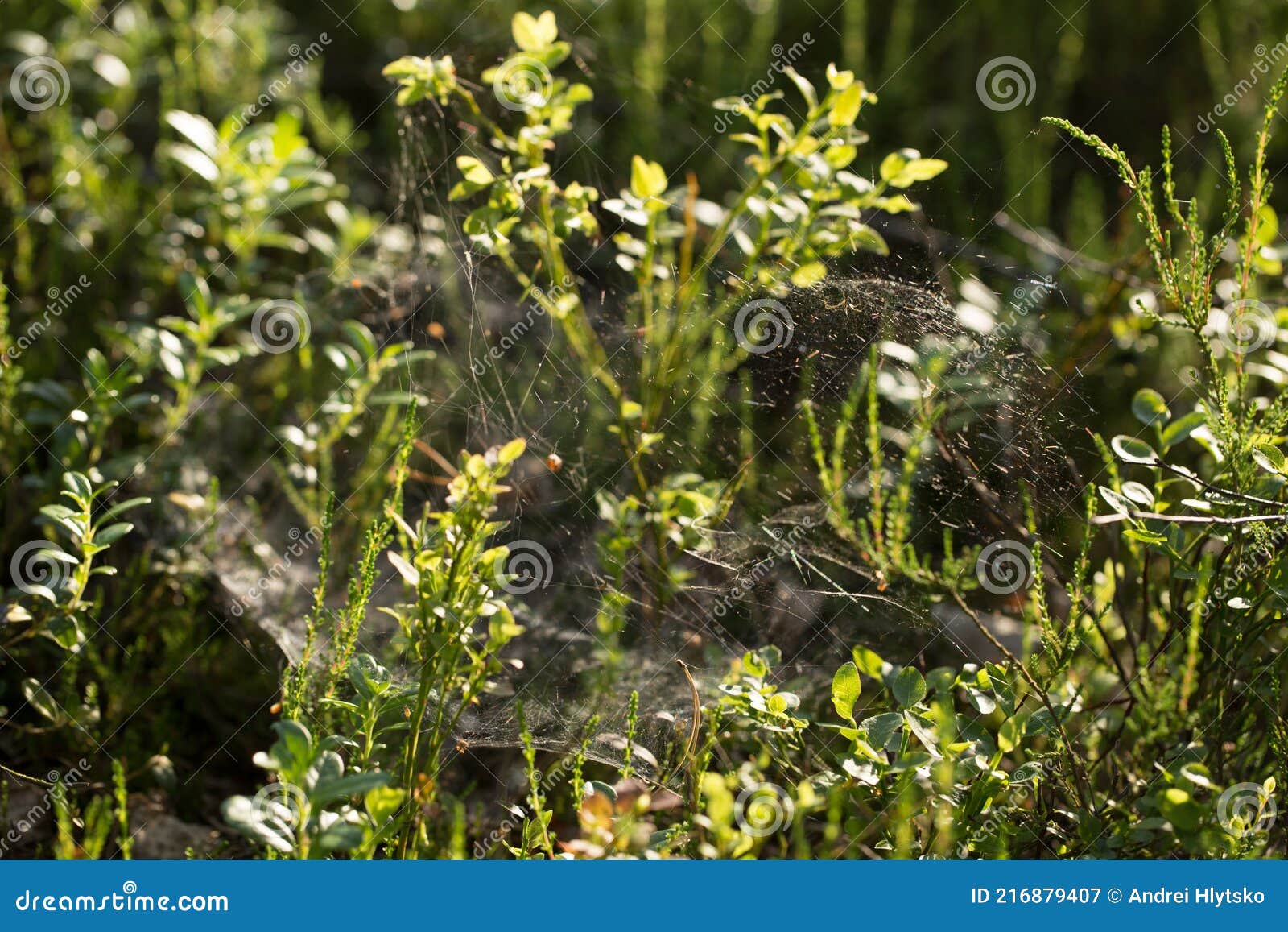 Forest Moss, an Interesting and Useful Plant Stock Image - Image of ...