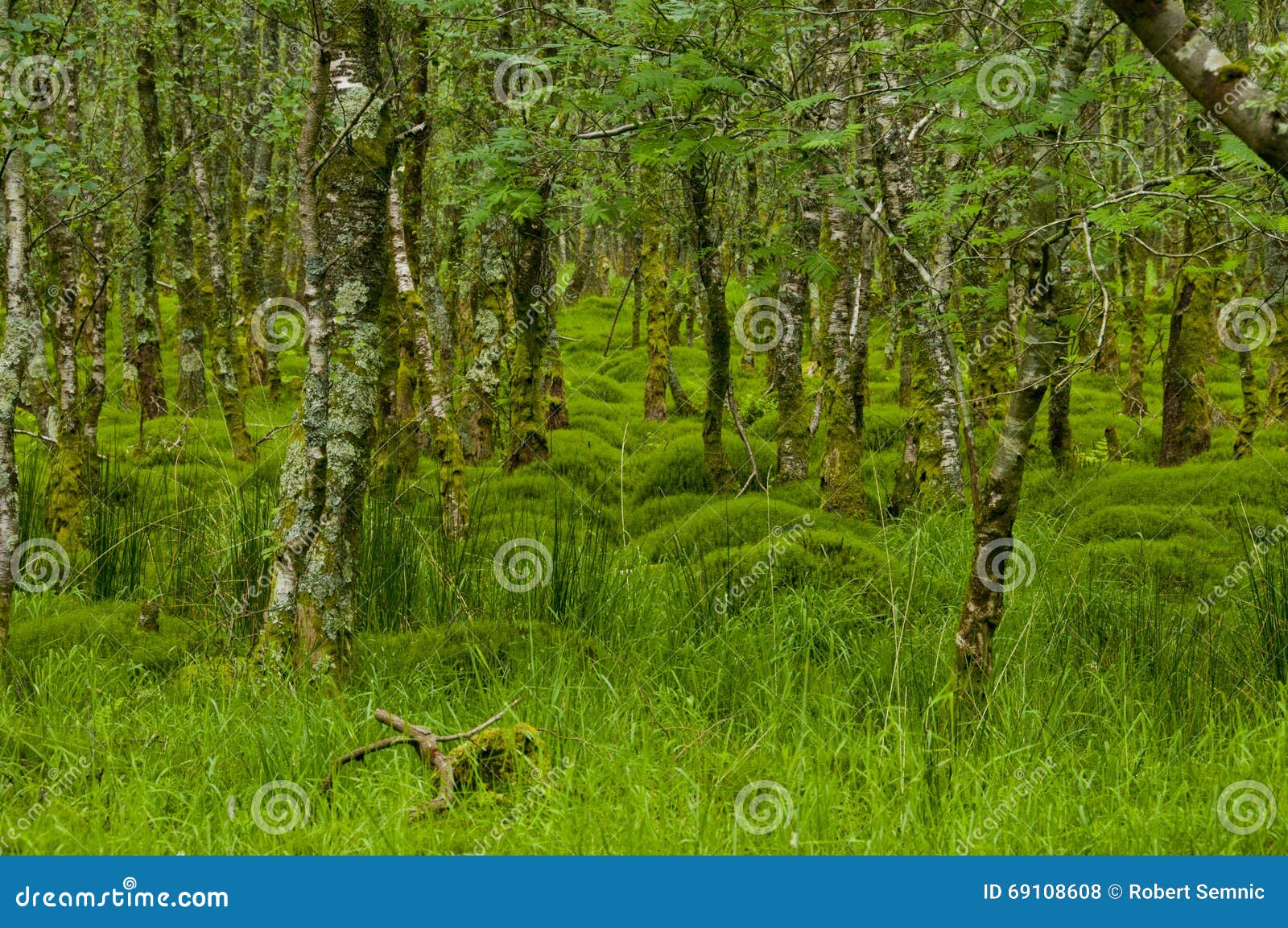 Forest with moss, Ireland stock photo. Image of clear - 69108608
