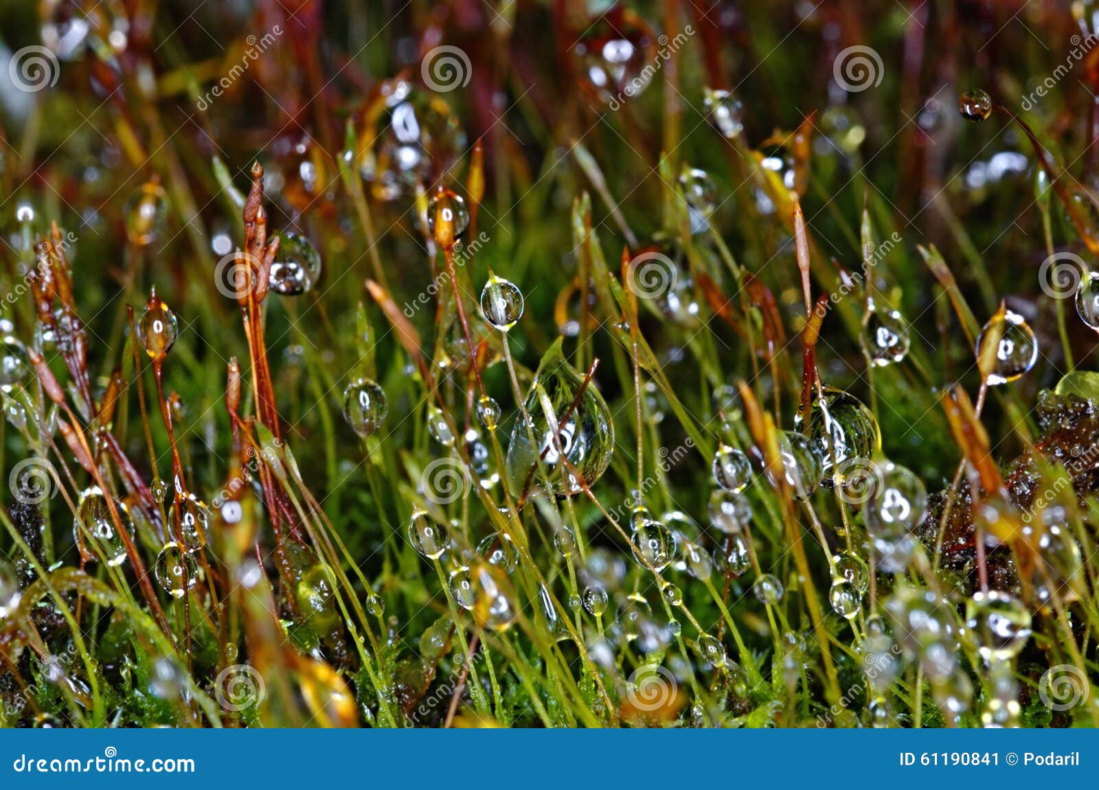 Forest moss after rain stock image. Image of rain, water - 61190841