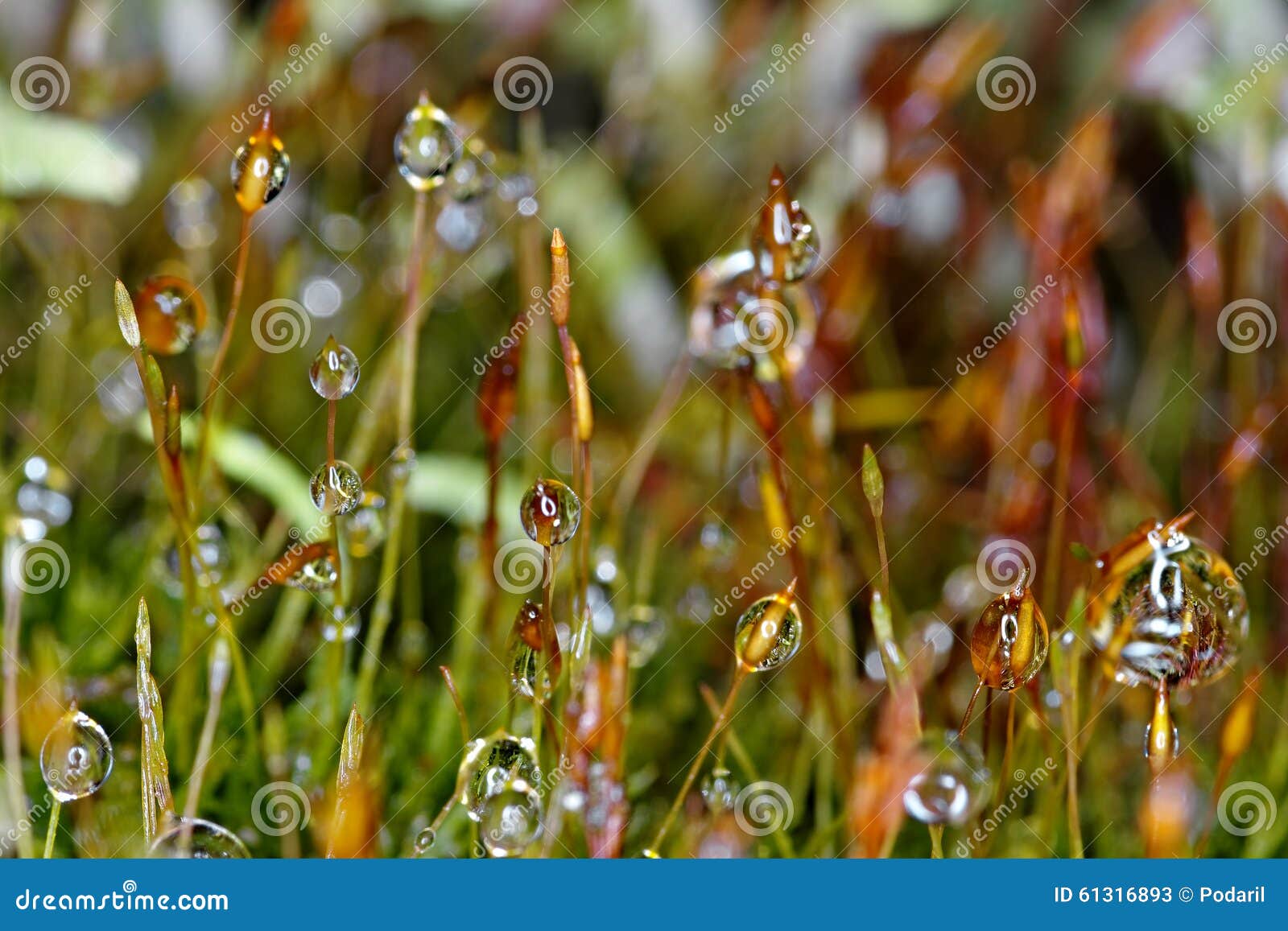 Forest moss after rain stock image. Image of fresh, rain - 61316893