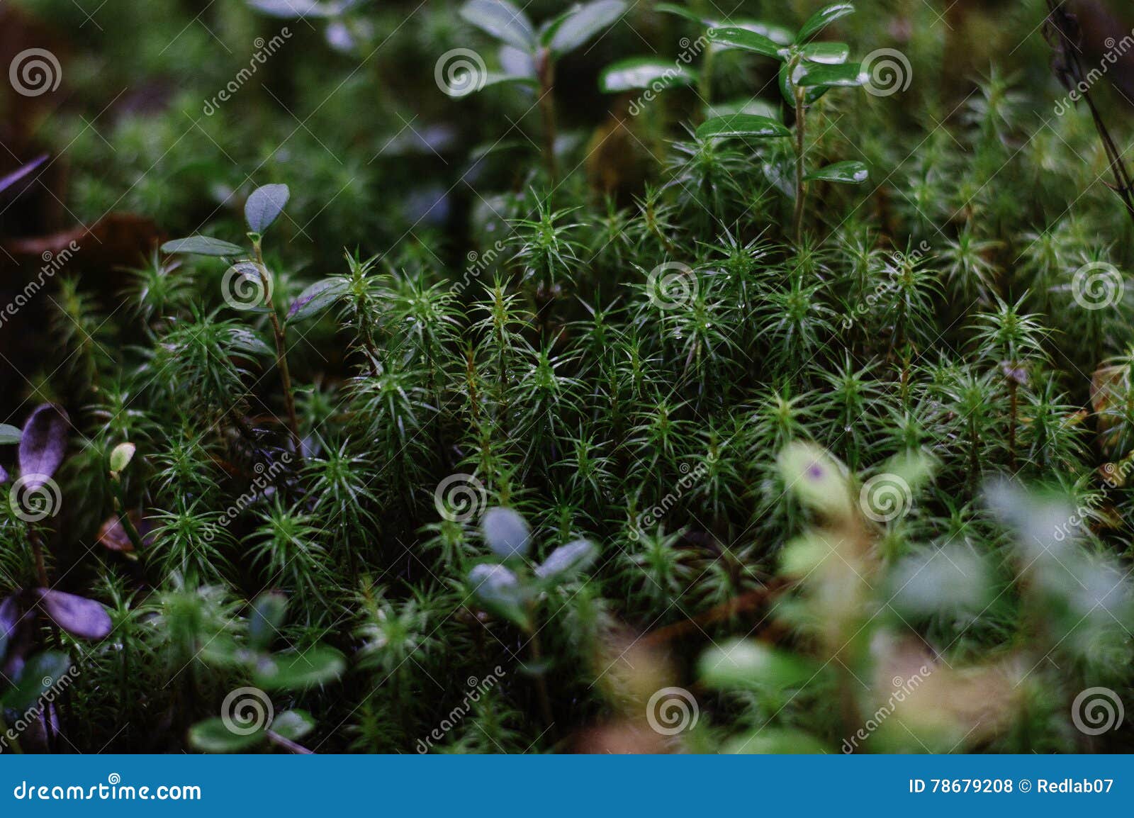 Forest Moss Texture Top View of Overall Plan Stock Photo - Image of ...