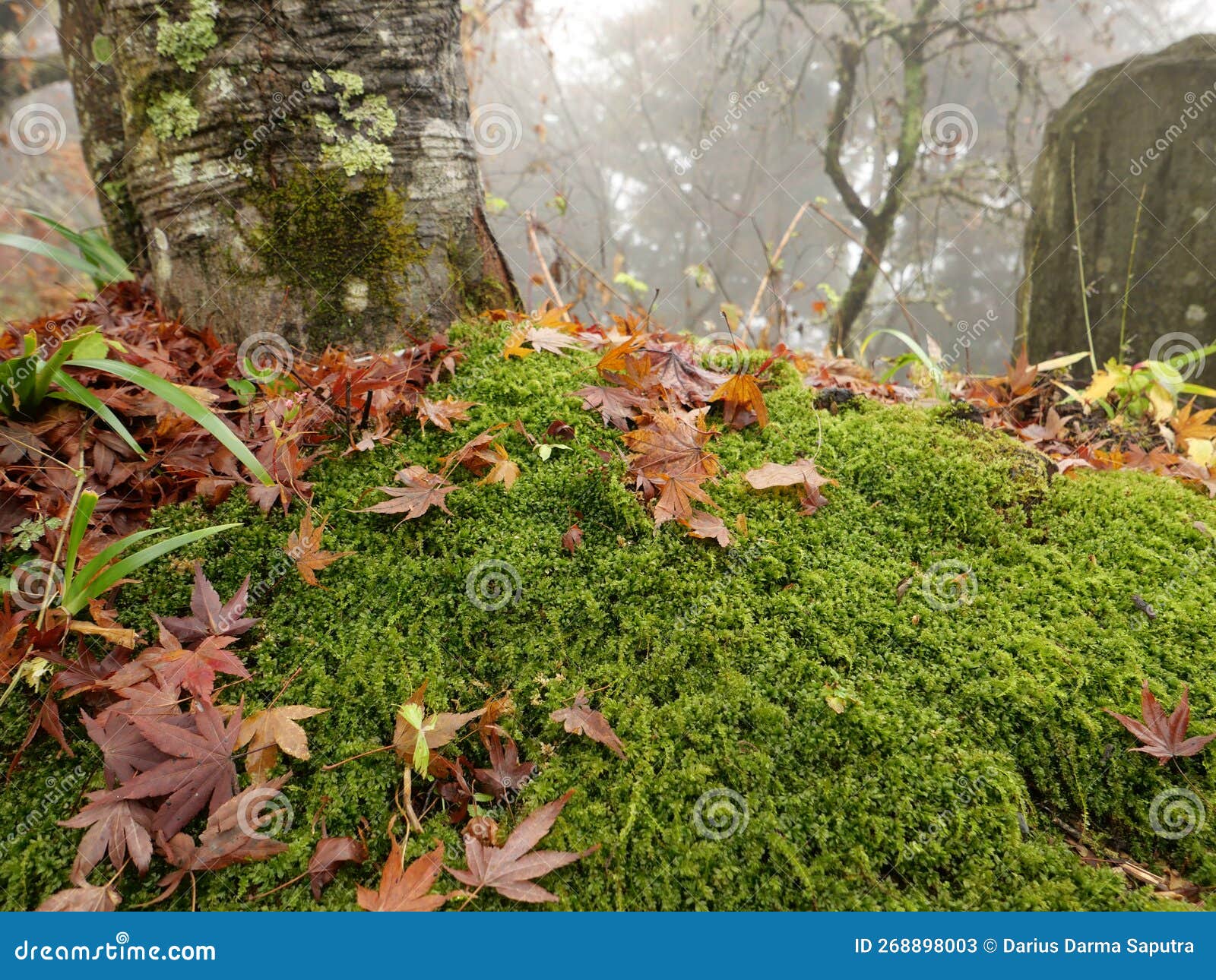 Winter Makes Moss Plants Grow Abundantly Stock Image - Image of leaf ...