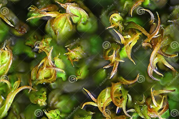 Forest Moss Under Microscope. Stock Photo - Image of surface ...
